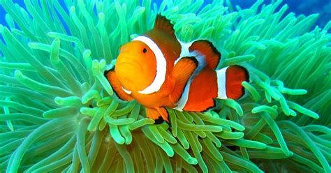 Peștele Clovn Una Dintre Puținele Specii Care își Schimbă Sexul