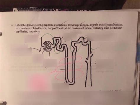 Lecture Exam 3 Diagram Quizlet