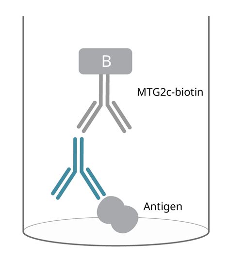 Mouse Igg2c Mab Guide Mabtech