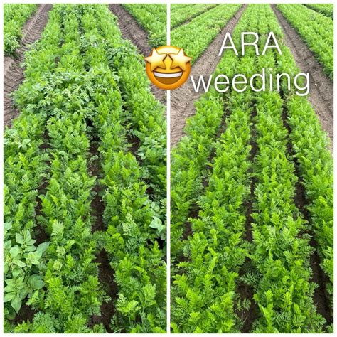 ara ecorobotix precisionfarming weedcontrol sustainableagriculture