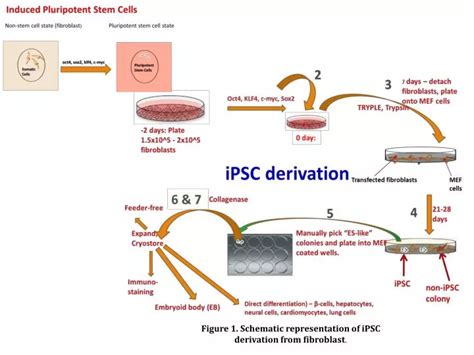 Ppt Figure 1 Schematic Representation Of Ipsc Derivation From