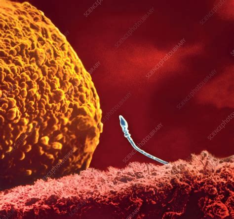 Sperm And Egg Sem Stock Image C048 7801 Science Photo Library