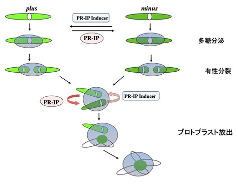 Analysis Of Sexual Reproduction In Closterium Sekimoto Laboratory