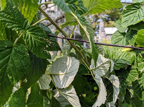 Maintaining The Raspberry Bushes The Martha Stewart Blog