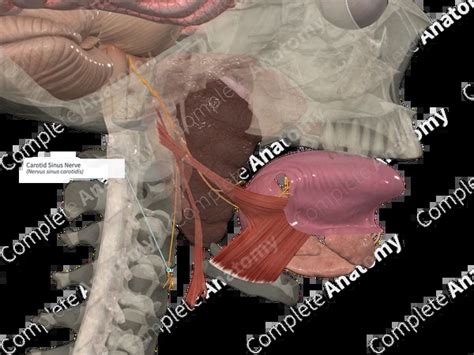 Carotid Sinus Anatomy Carotid Body And Carotid Sinus