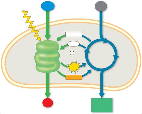 Bio Unit 4 1 Photosynthesis Diagram Quizlet