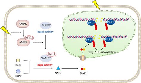 a schematic of ampk mediated nampt activation under ionizing radiation