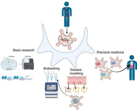 Organoids In Gastrointestinal Diseases From Experimental Models To Clinical Translation Gut