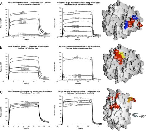 Assessment By Spr Assay Of The Relative To Wt Binding Activities To Download Scientific Diagram