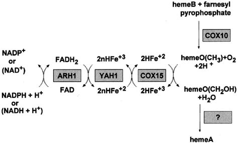 Heme A Biosynthetic Pathway The Conversion Of Heme B To Heme O Is