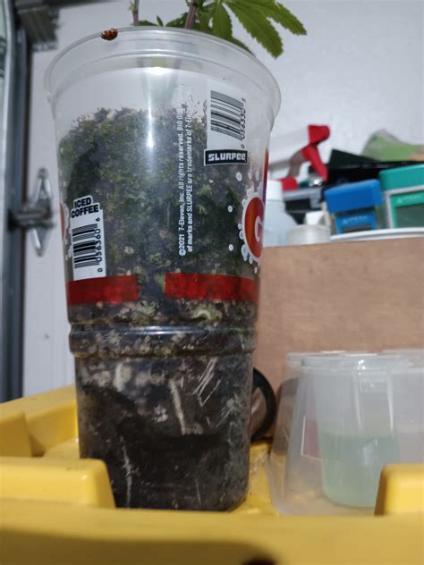 Clone Setup Questions 8 By Deepdiverdave Grow Cycle Ilgm Growers Forum Free Cannabis