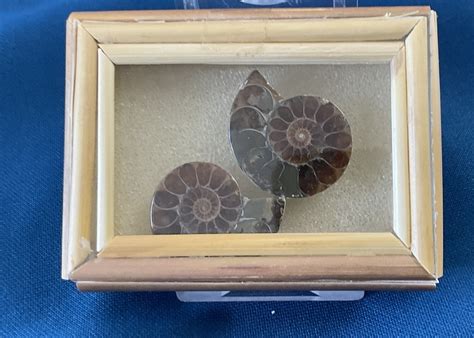 Ammonite Box