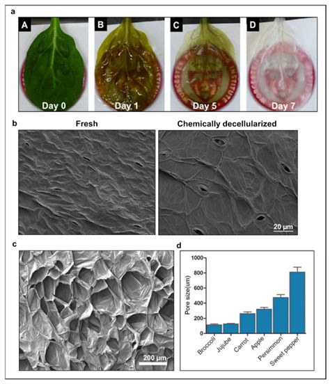 The Emerging Role Of Decellularized Plant Based Scaffolds As A New Biomaterial