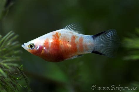Xiphophorus Maculatus Akvaristika I Teraristika