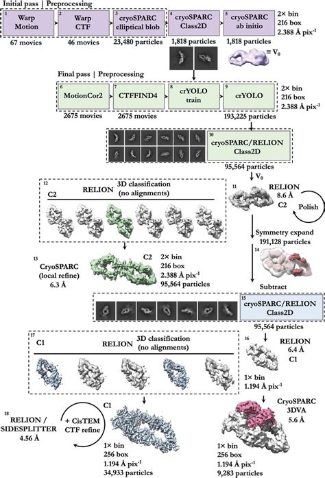 Cryo EM Data Analysis And Flowchart Initial Cryo EM Analysis Is Download Scientific Diagram