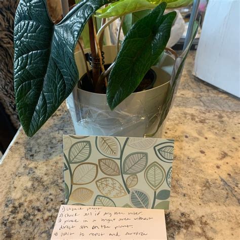 Begonia Cuttings Angel Wing And Cane Begonia Cuttings Cut To Order Ready For Propagation Easy