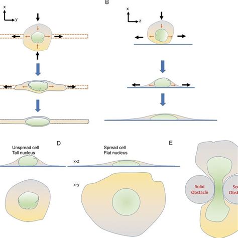 Examples Of Mechanical Stresses That Can Position The Nucleus These Download Scientific