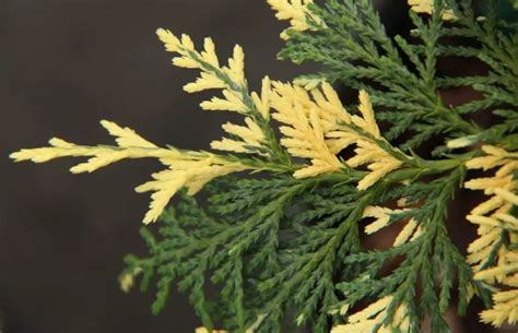 25 Types Of Cypress Trees Pictures And Identification