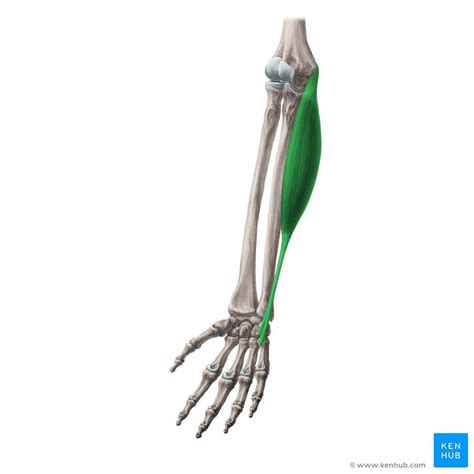 Flexor Carpi Ulnaris Origin Insertion Innervation Action Kenhub