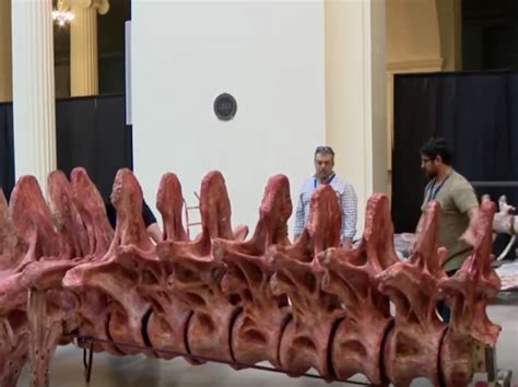 Largest Discovered Dinosaur Maximo Moves In To Field Museum Chicago