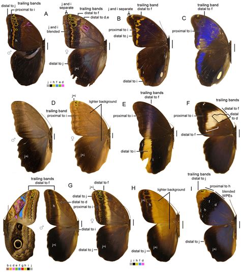 Real Butterfly Wings Side