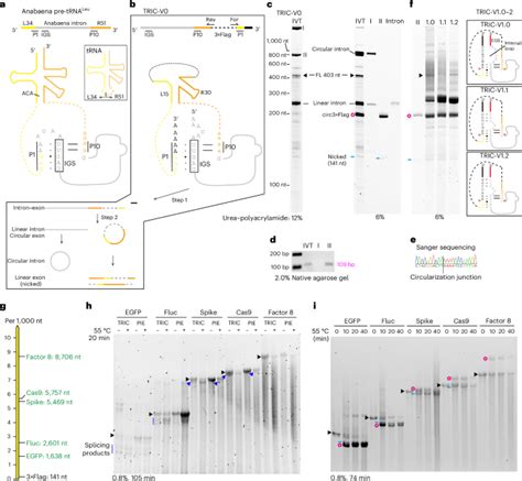 Efficient Circular Rna Synthesis For Potent Rolling Circle Translation