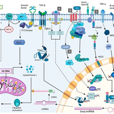 Cell Signaling Pathways Involved In Leukemia Pathogenesis Genomic And