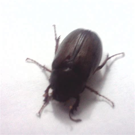 June Bug Project Noah