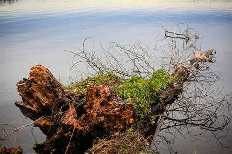 Tree Trunk In The Water Lake Free Photo On Pixabay Pixabay
