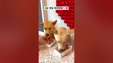 행복한 생일 케이크 먹방 Shorts Youtube