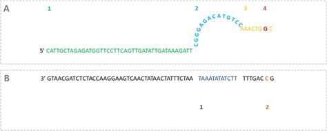 Schematic Representation Of The Dual Priming Oligonucleotide Dpo