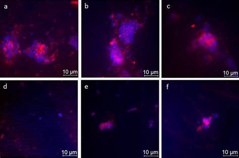 Representative Fluorescence Microscopic Images Showing Combined Dapi Download Scientific