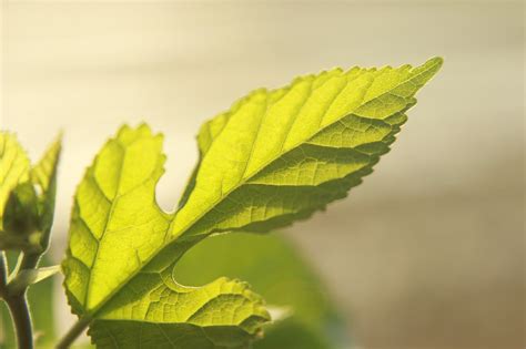 Leaf Veins Plant Free Photo On Pixabay Pixabay
