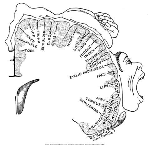 Movement Analysis Hand Flashcards Quizlet