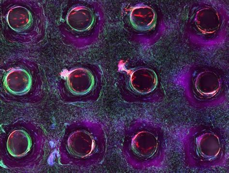 3d Printed Thick Vascularized Tissue Constructs For Organ Engineering