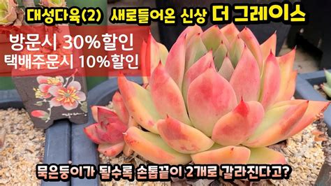 대성다육2 손톱끝이 2개로 갈라지는 신상 더그레이스 보기드문 뱀파이어 군생 멋진 창들 보시면서 힐링 힐링 하세요