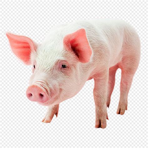 돼지 이미지 사진 400236608 무료 다운로드