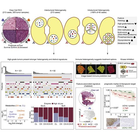 Clear Cell Renal Cell Carcinoma Study Results Published Mlabs