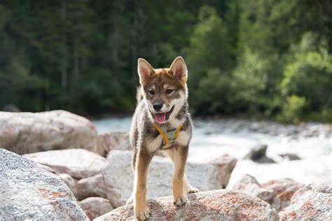 Sakura Shikoku Ken Kennel Kasatori Sou 四国犬