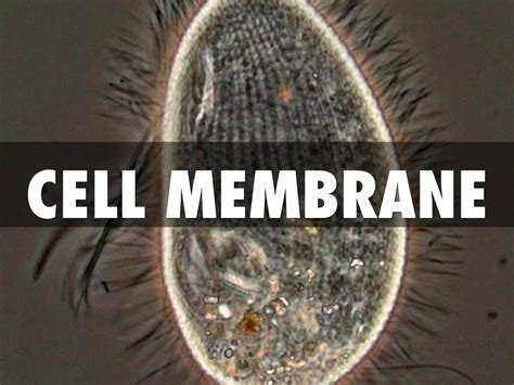 Science Cells Unit By Kajor Cress