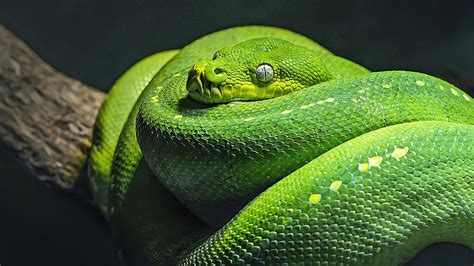 Blender Game Engine Python