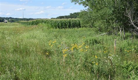 Wiping Out Wild Parsnip Removes Dangerous Plant And Restores Critical
