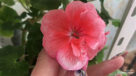 Семь новых Сортовых черенков Пеларгоний!Зонартик! - YouTube
