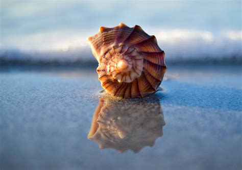 De Onde Vem O Som Que Ouvimos Dentro De Uma Concha
