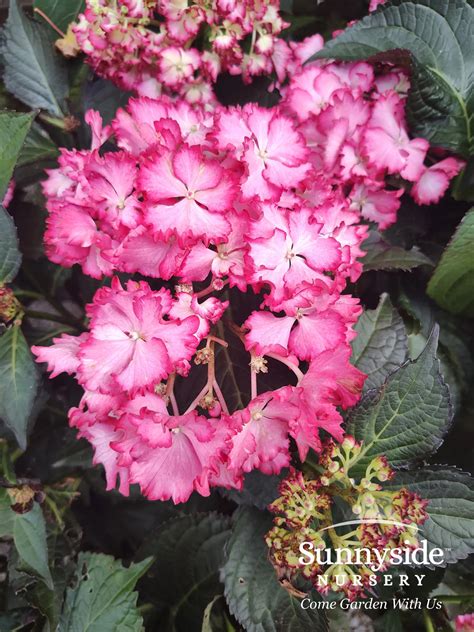 Inspiring Big Leaved Hydrangeas — Sunnyside Nursery