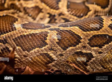 The Burmese Python Python Bivittatus Is One Of The Largest Species Of