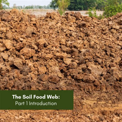 The Soil Food Web Part 1 Introduction Hunter Region Landcare Network