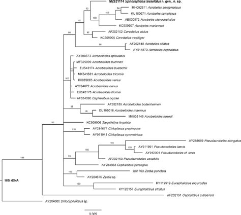 Bayesian Inference Tree Showing The Phylogenetic Position Of