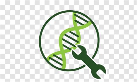 Algae Fuel Genetic Engineering Information Biofuel Transparent PNG