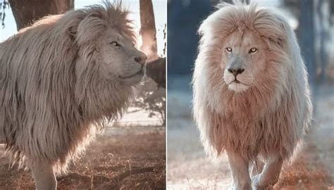 우아하면서도 카리스마 넘치는 갈기 휘날리며 밀림의 왕 포스 뽐내는 백사자의 위엄